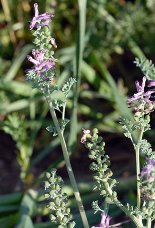 Common Names - Fumaria parviflora - KnowYourWeeds