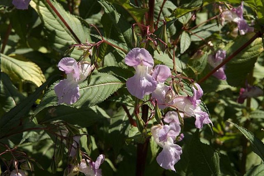 Common Names - Impatiens glandulifera - KnowYourWeeds
