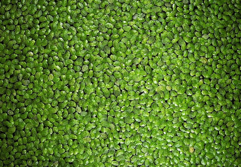 Lemna minuta - KnowYourWeeds