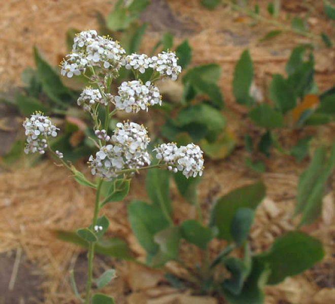 Where A Weed - Lepidium latifolium - KnowYourWeeds