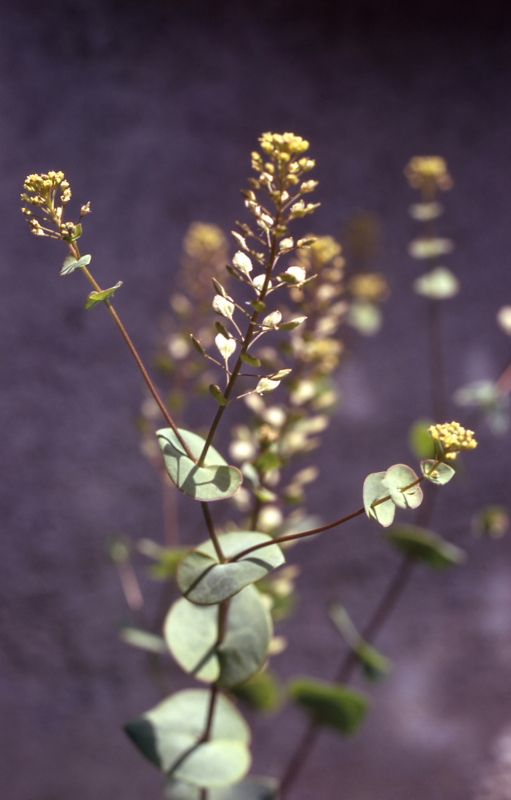 Common Names - Lepidium perfoliatum - KnowYourWeeds