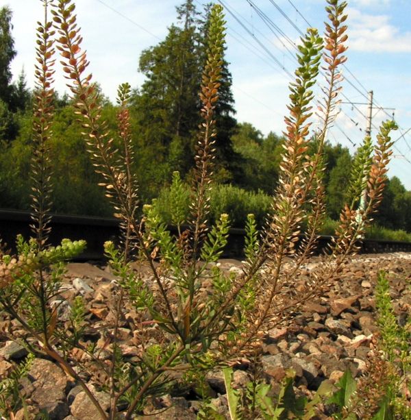 Lepidium ruderale - KnowYourWeeds