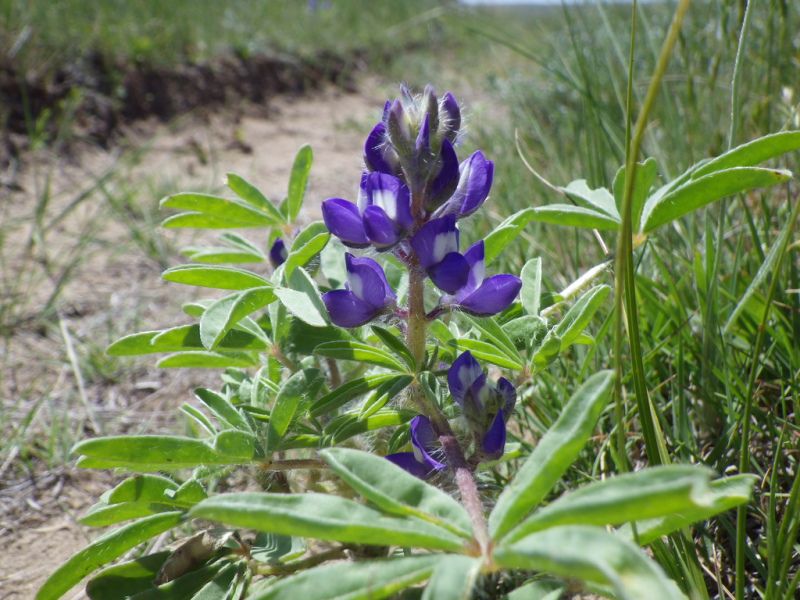 Where A Weed - Lupinus pusillus - KnowYourWeeds