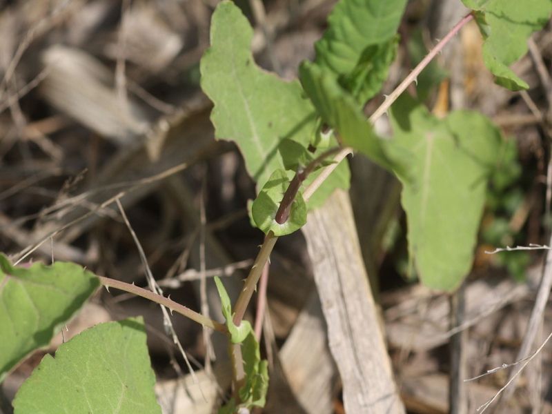 Where A Weed - Polygonum perfoliatum - KnowYourWeeds