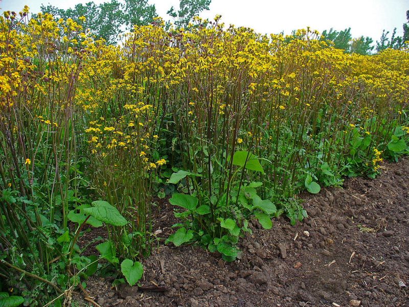 Common Names - Packera aurea - KnowYourWeeds