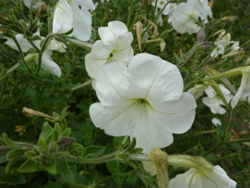 Common Names - Petunia axillaris - KnowYourWeeds