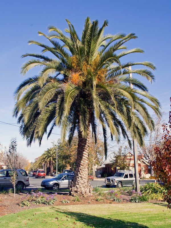 Where A Weed - Phoenix canariensis - KnowYourWeeds