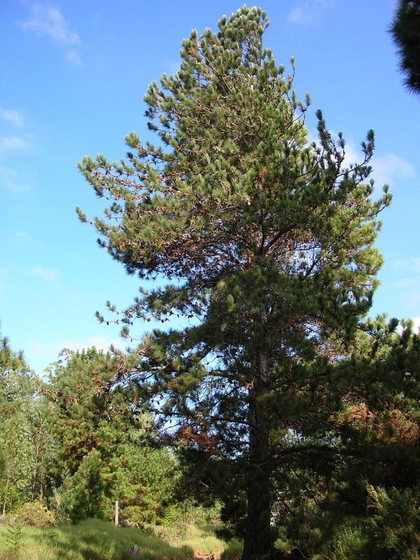 Common Names - Pinus caribaea - KnowYourWeeds