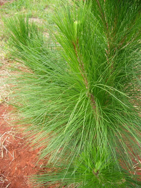 Common Names - Pinus oocarpa - KnowYourWeeds