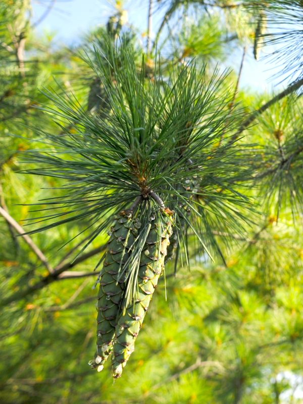 Common Names - Pinus strobus - KnowYourWeeds