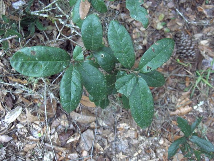 Common Names - Quercus minima - KnowYourWeeds