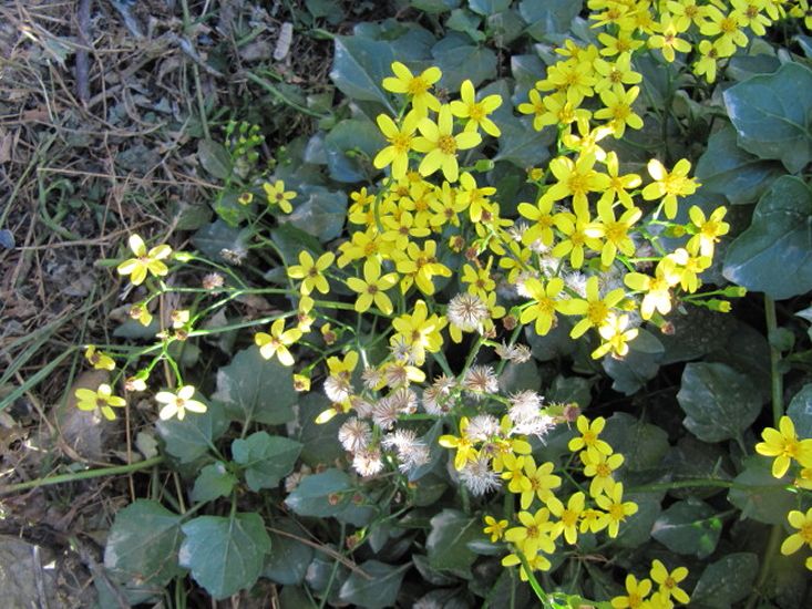 Where A Weed - Senecio tamoides - KnowYourWeeds