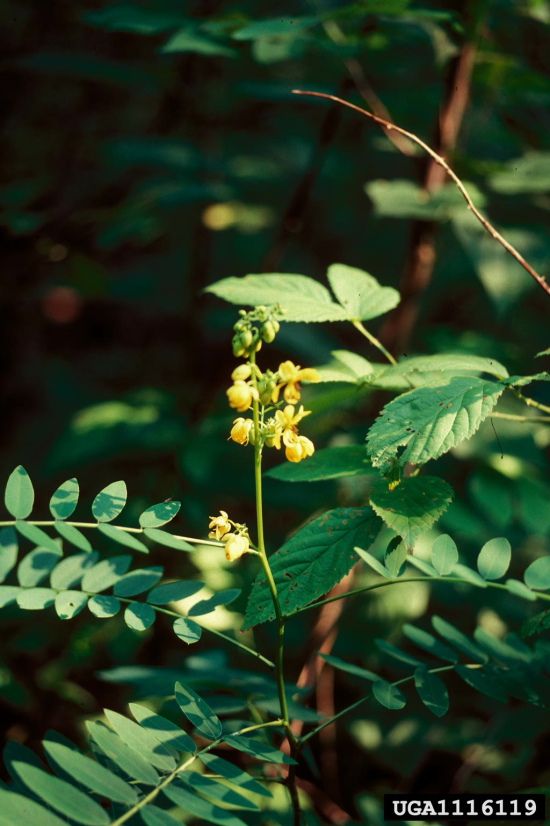 Where A Weed - Senna marylandica - KnowYourWeeds