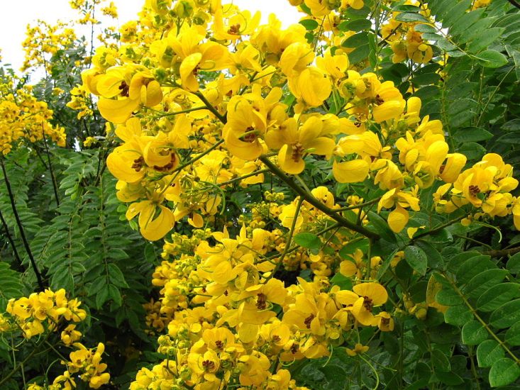 Common Names - Senna spectabilis - KnowYourWeeds