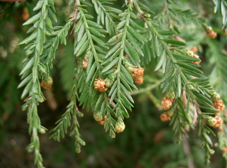 Common Names - Sequoia sempervirens - KnowYourWeeds