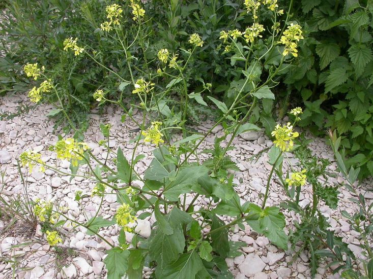 Where A Weed - Sinapis arvensis - KnowYourWeeds