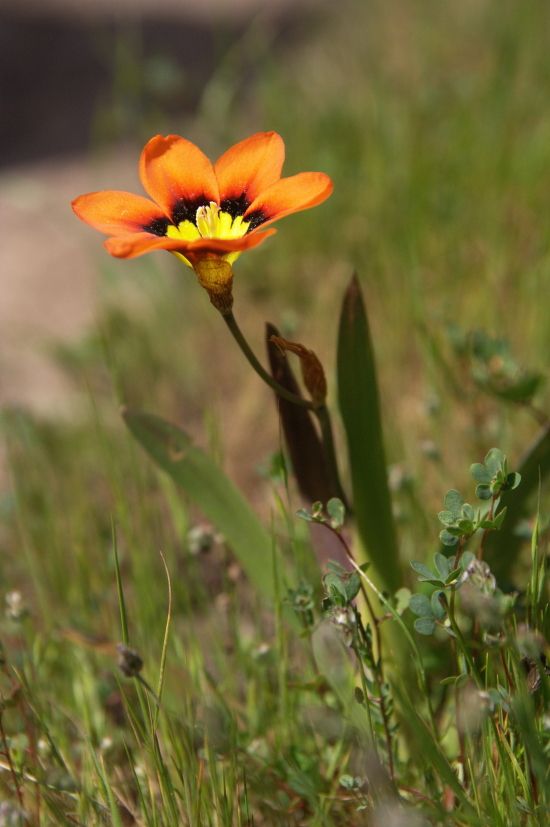 Where A Weed - Sparaxis tricolor - KnowYourWeeds