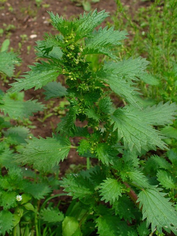 Nombre Común - Urtica urens - KnowYourWeeds