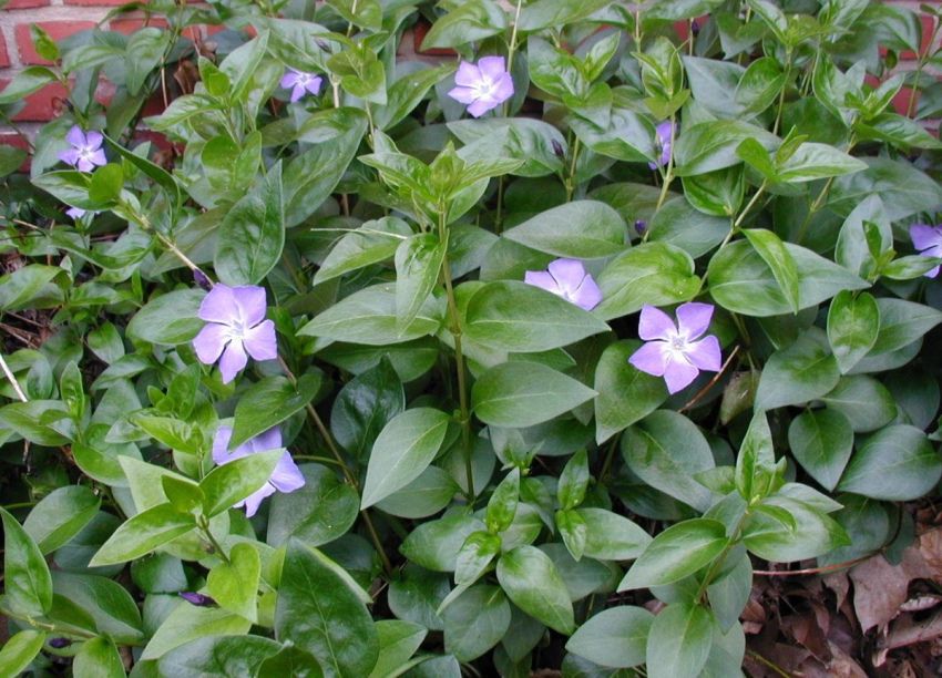 Common Names - Vinca major - KnowYourWeeds