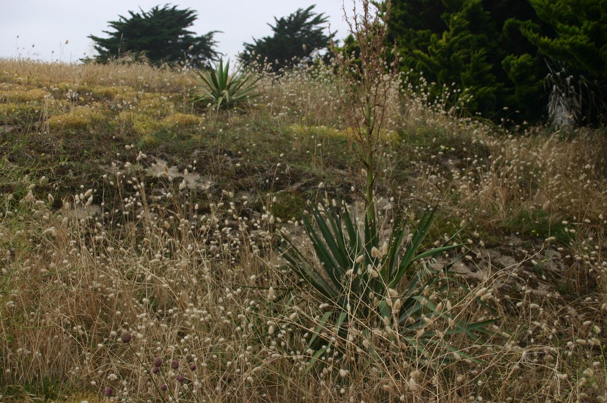 Where A Weed - Yucca filamentosa - KnowYourWeeds