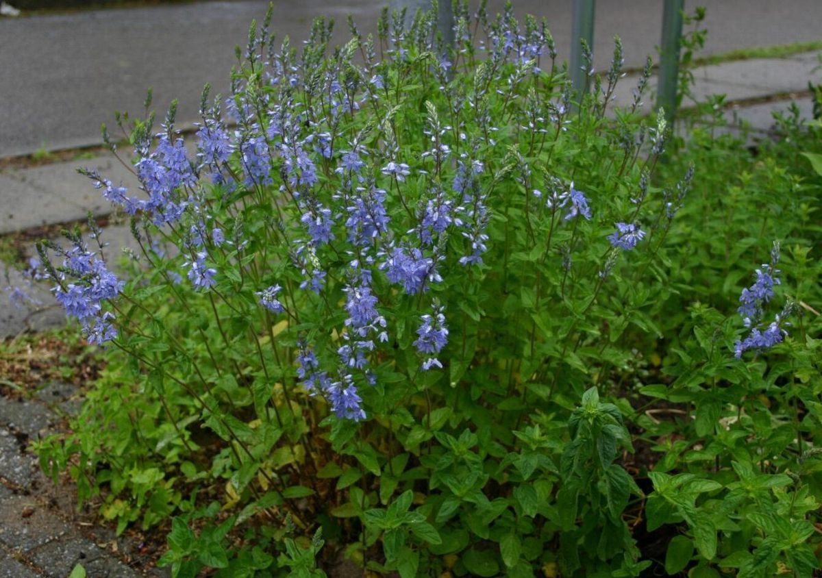 See More Info - Veronica austriaca - KnowYourWeeds