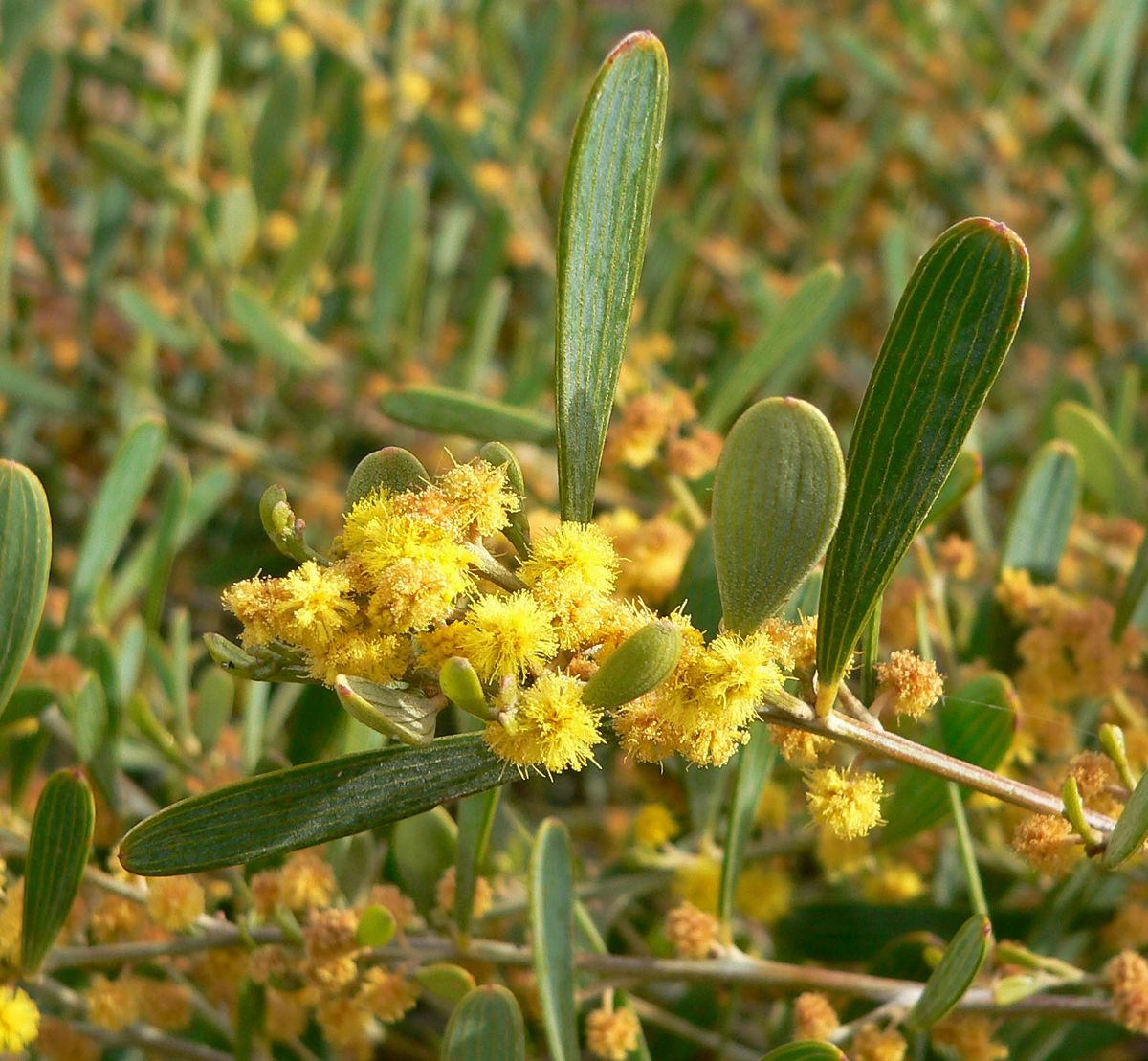 See More Info - Acacia redolens - KnowYourWeeds