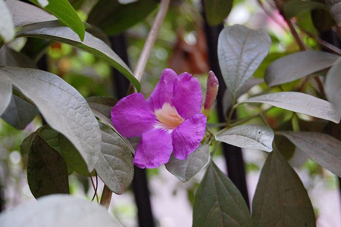 Bignonia magnifica - KnowYourWeeds