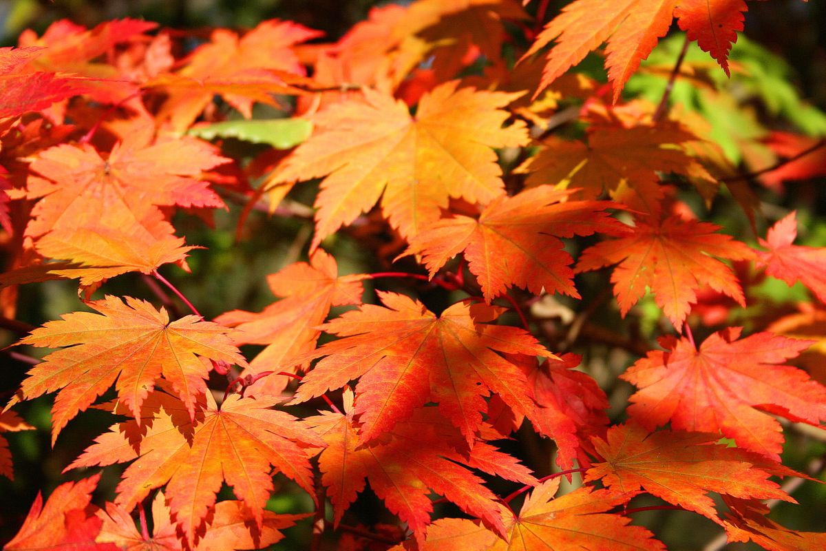 Common Names - Acer japonicum - KnowYourWeeds