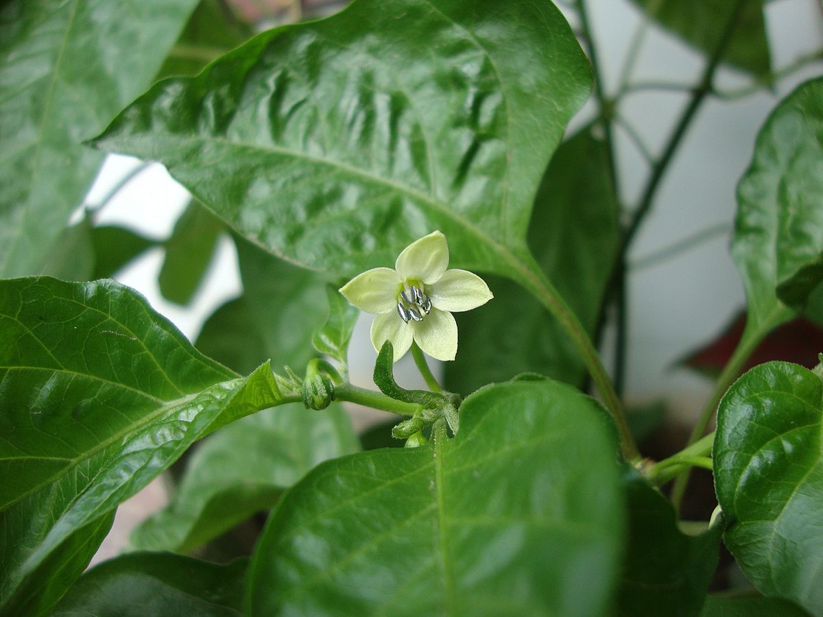 Common Names - Capsicum annuum - KnowYourWeeds