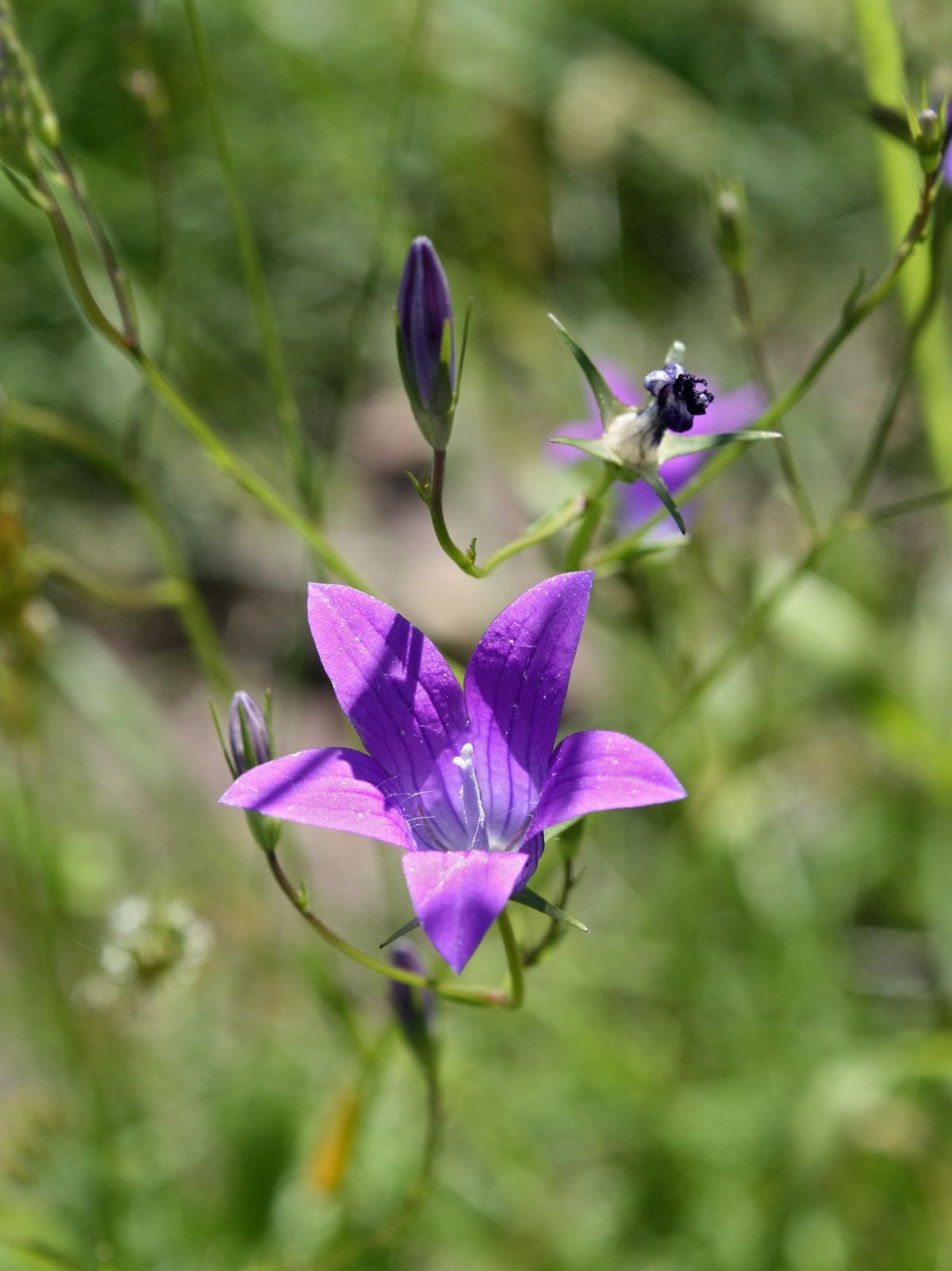 Common Names - Campanula patula - KnowYourWeeds