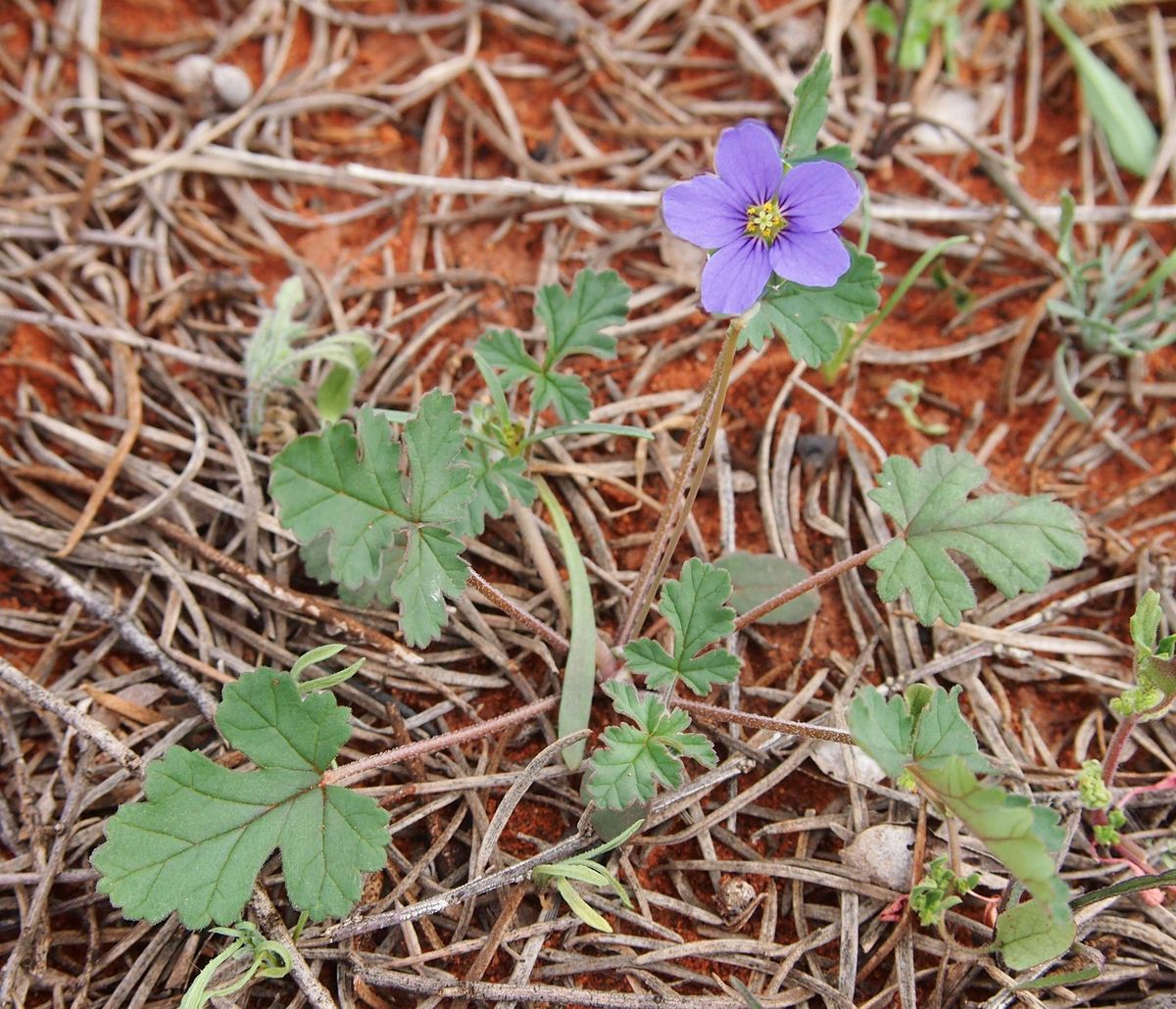 See More Info - Erodium cygnorum - KnowYourWeeds