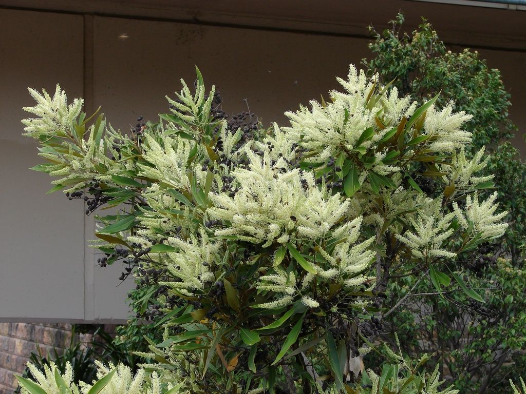 See More Info - Grevillea baileyana - KnowYourWeeds