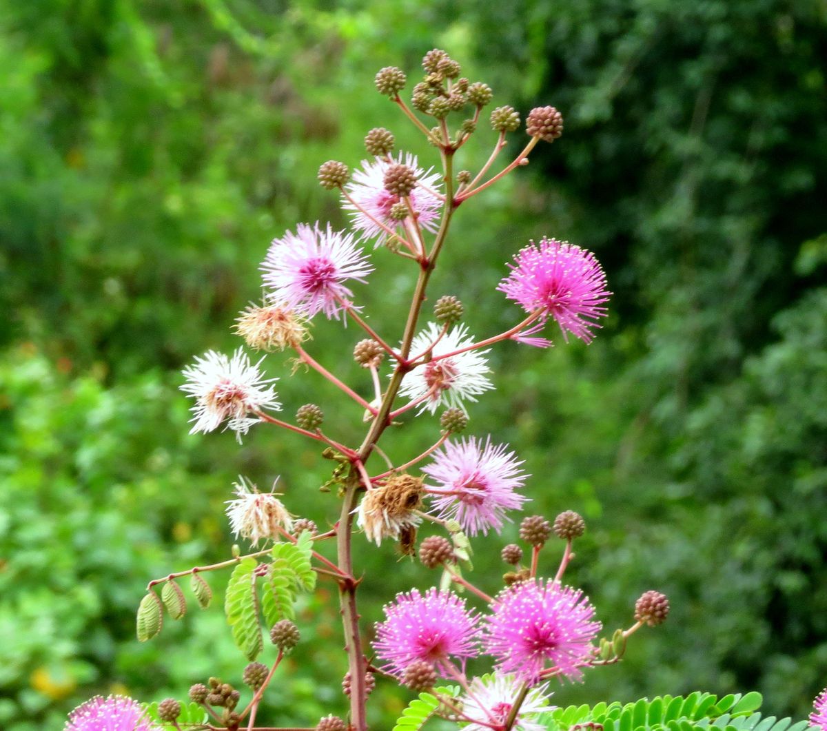 Where A Weed - Mimosa hamata - KnowYourWeeds
