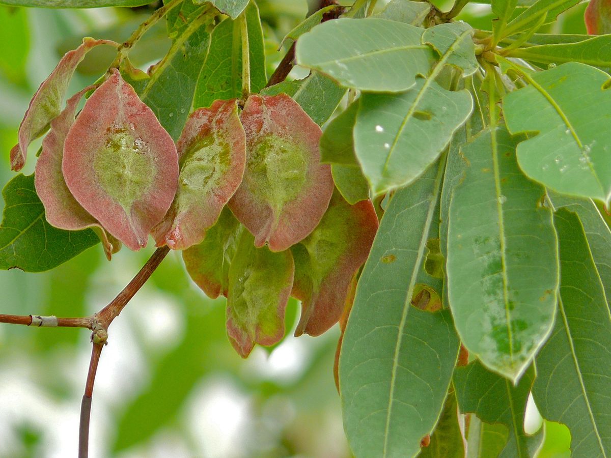Where A Weed - Terminalia sericea - KnowYourWeeds
