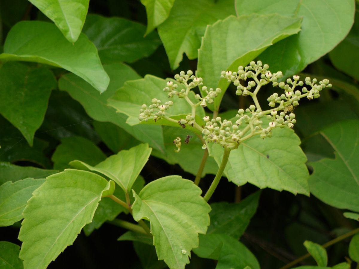 Causonis trifolia - KnowYourWeeds