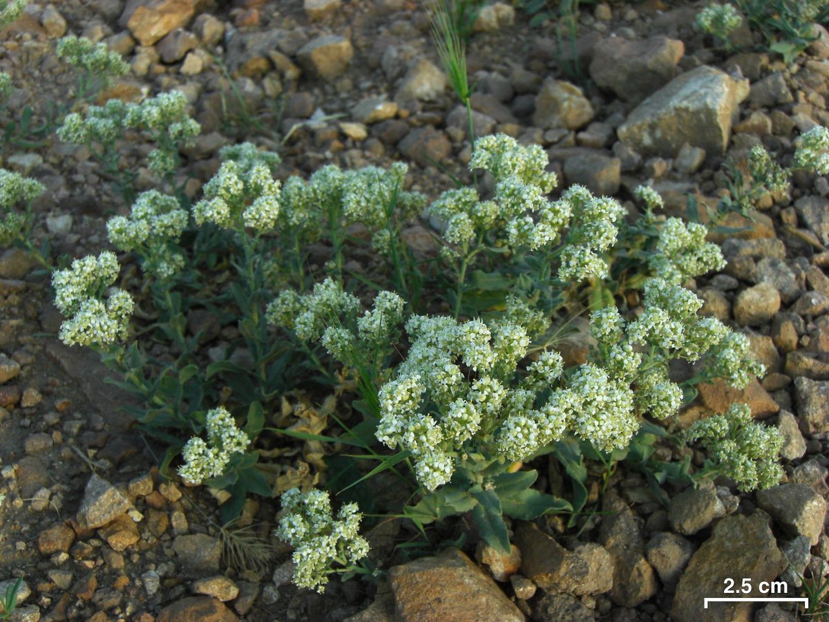Where A Weed - Lepidium appelianum - KnowYourWeeds