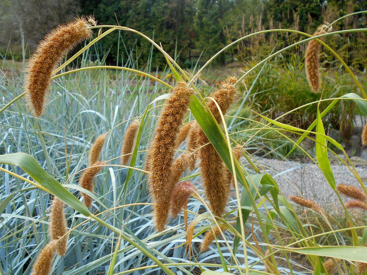 Where A Weed - Setaria macrostachya - KnowYourWeeds