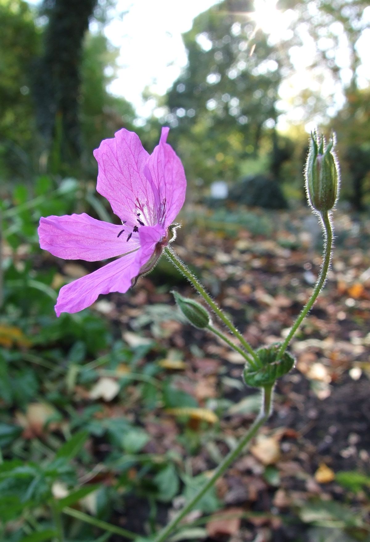 Common Names - Erodium manescavi - KnowYourWeeds
