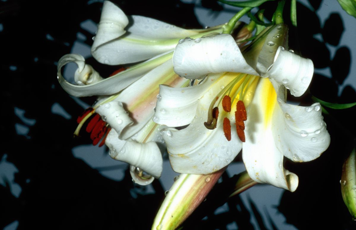 See More Info - Lilium regale - KnowYourWeeds