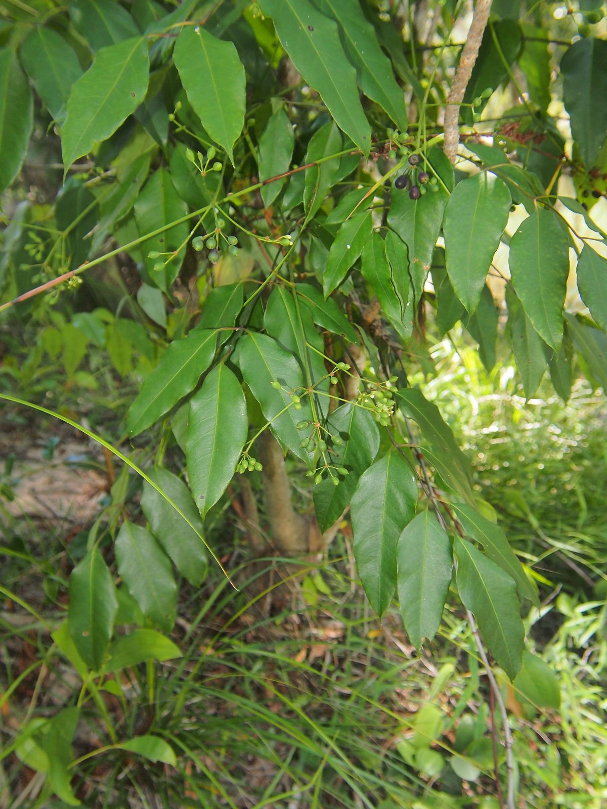 Polyscias australiana - KnowYourWeeds