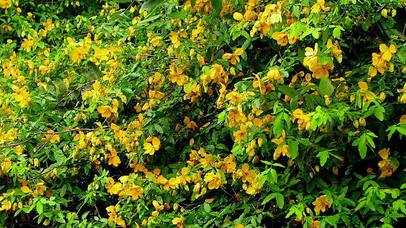 Common Names - Senna splendida - KnowYourWeeds