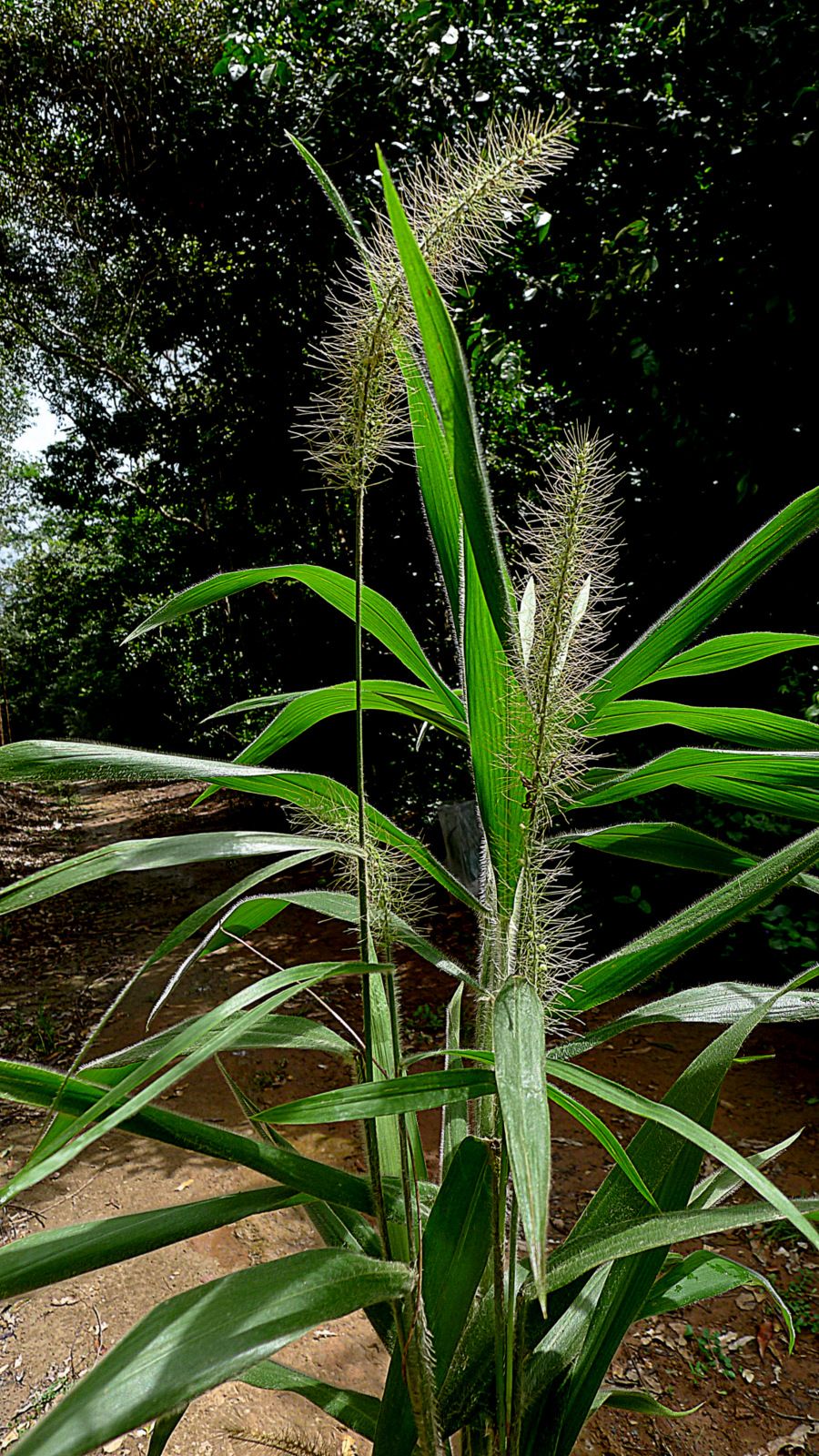 Common Names - Setaria vulpiseta - KnowYourWeeds