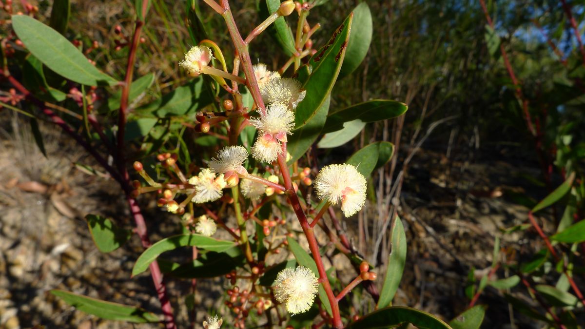 Common Names - Acacia myrtifolia - KnowYourWeeds