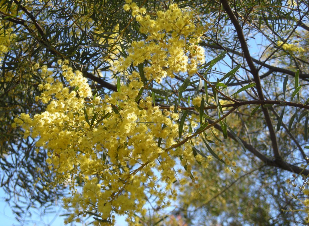 Acacia decora - KnowYourWeeds