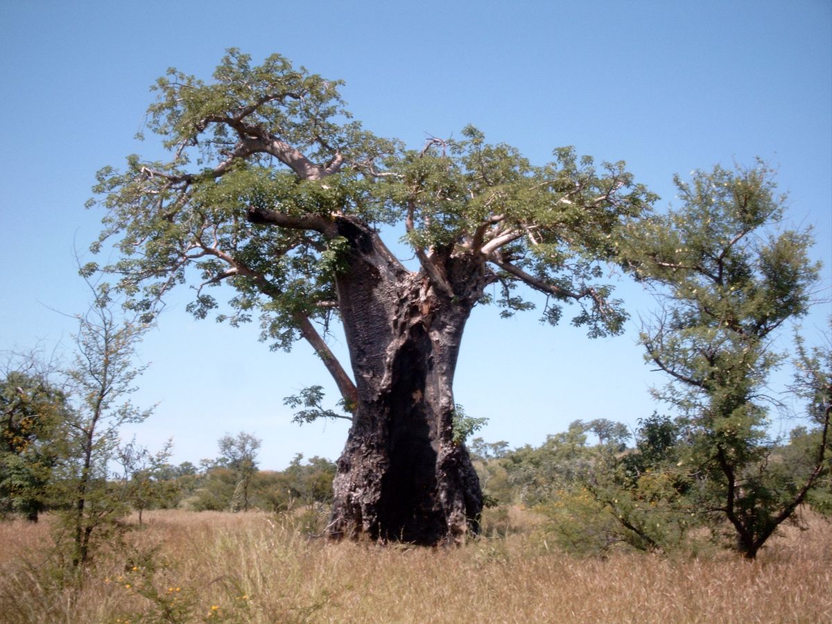 نام متداول - Adansonia digitata - KnowYourWeeds