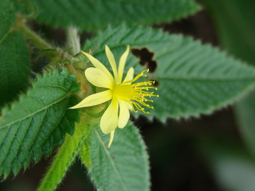 Common Names - Corchorus hirtus - KnowYourWeeds