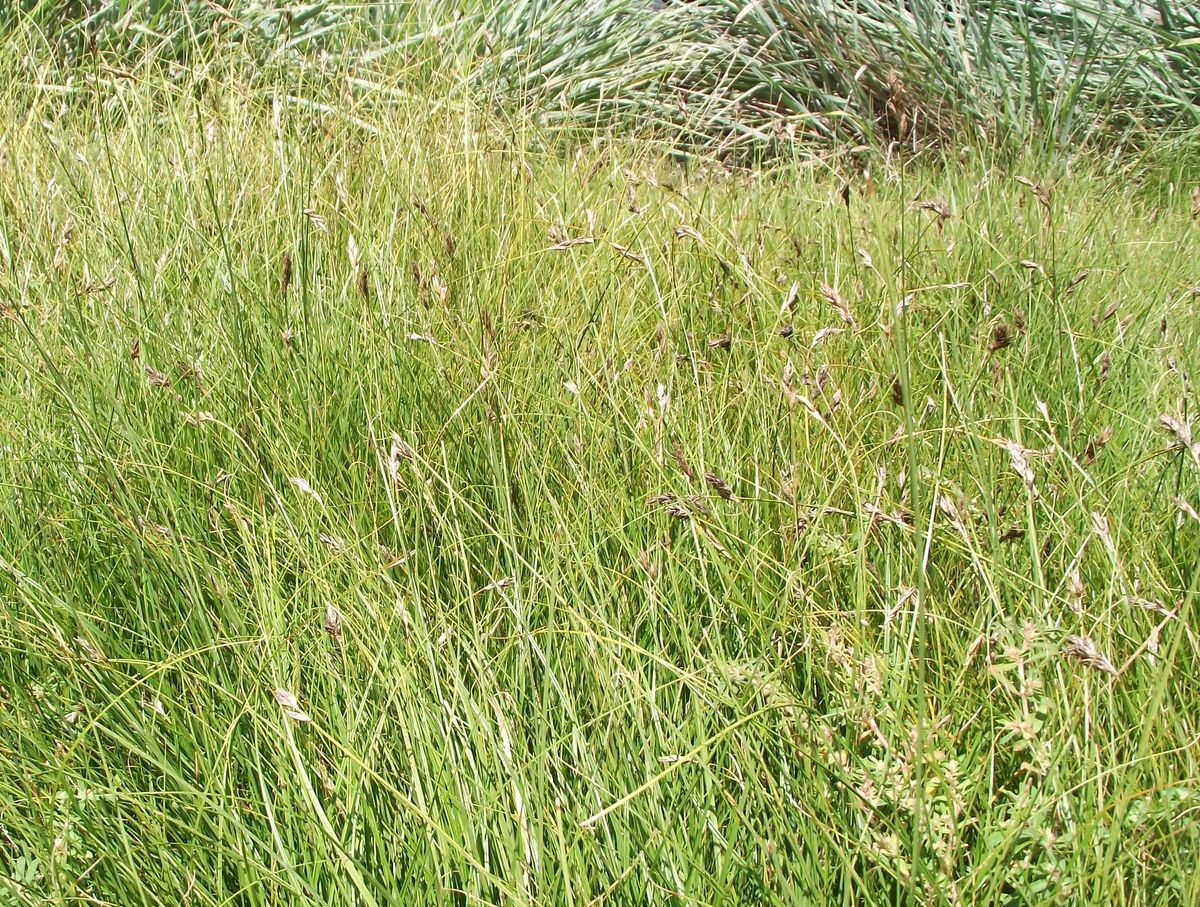 Common Names - Carex pansa - KnowYourWeeds