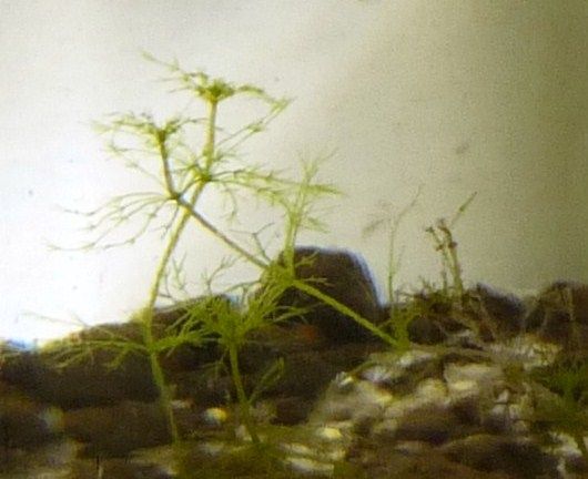 Common Names - Chara fibrosa - KnowYourWeeds