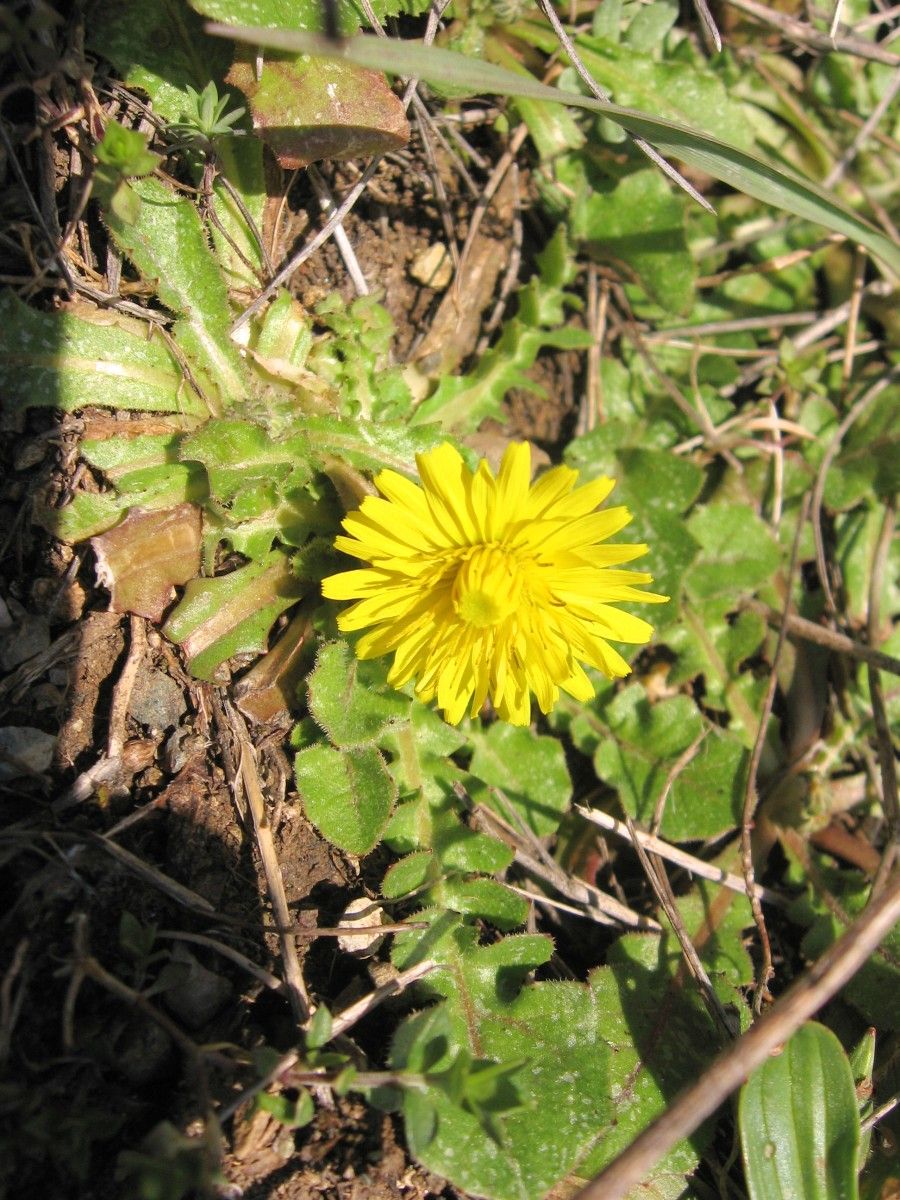 Where A Weed - Crepis sancta - KnowYourWeeds