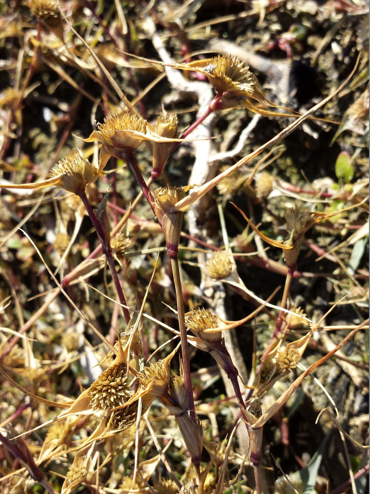 See More Info - Sporobolus aculeatus - KnowYourWeeds